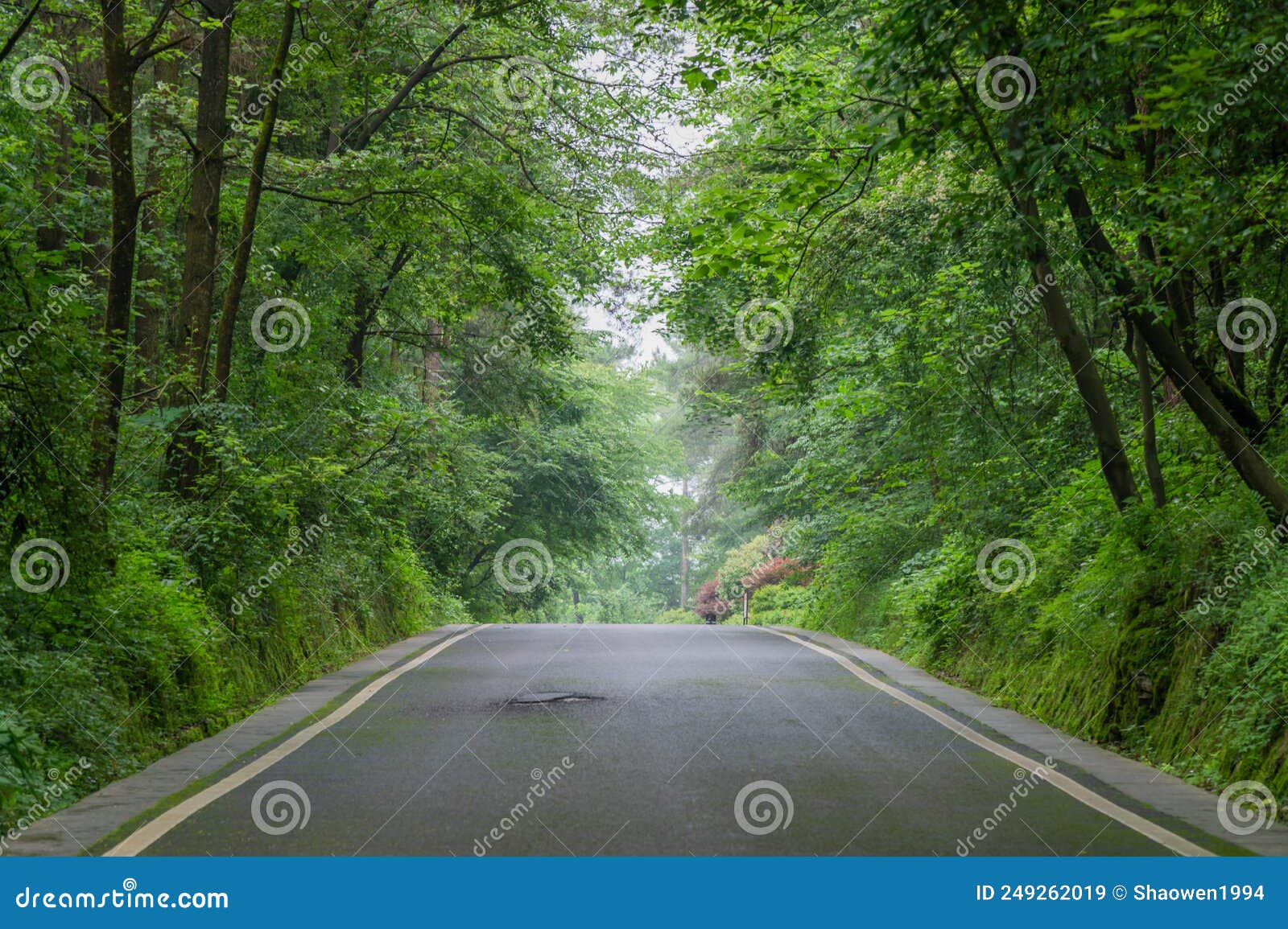 Forest Straight road stock image. Image of tree, environment - 249262019