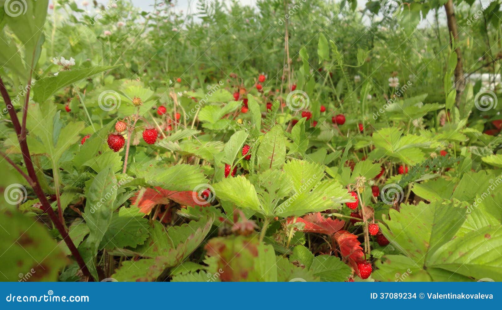 Forest Strawberry Fields in Russia Stock Photo - Image of countryside ...