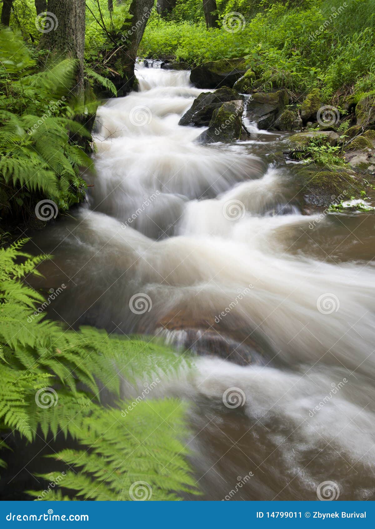 Forest stream stock image. Image of fern, nature, wild - 14799011