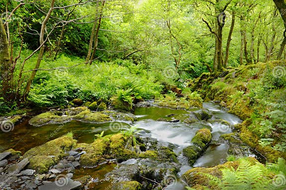 Forest stream stock photo. Image of creek, lichen, rock - 19529546
