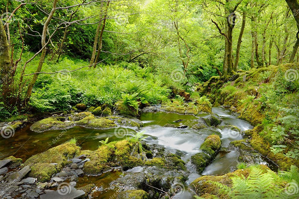 Forest stream stock photo. Image of creek, lichen, rock - 19529546