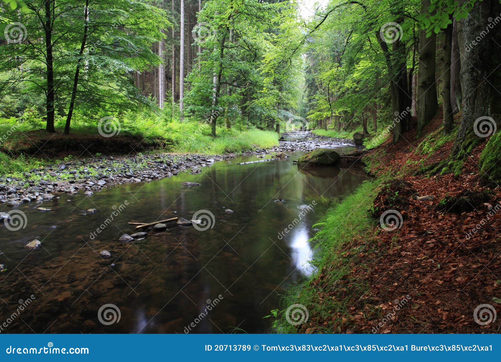 Forest stream stock image. Image of rock, fresh, environmental - 20713789