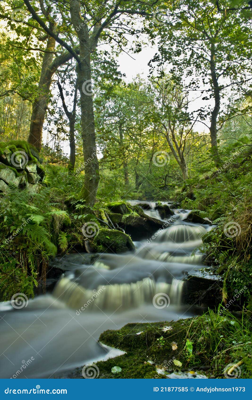 Forest Stream stock image. Image of river, woods, waterfall - 21877585