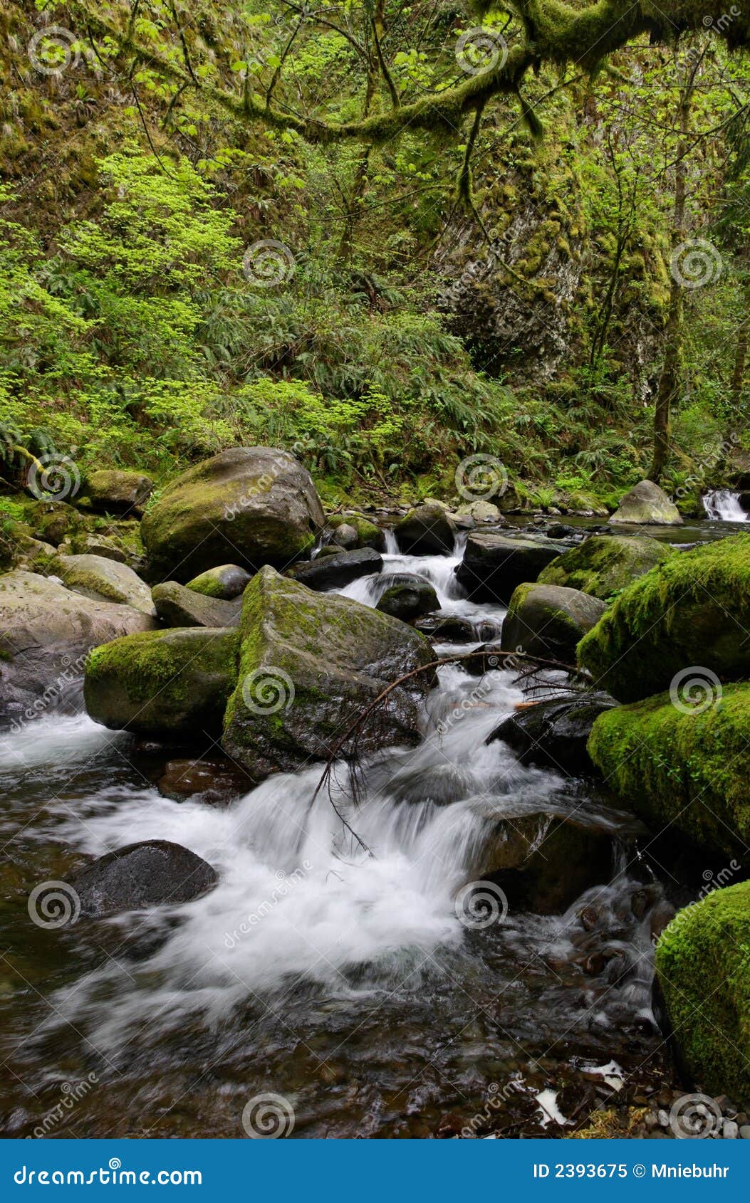 Forest Stream stock image. Image of ecotourism, ecologist - 2393675