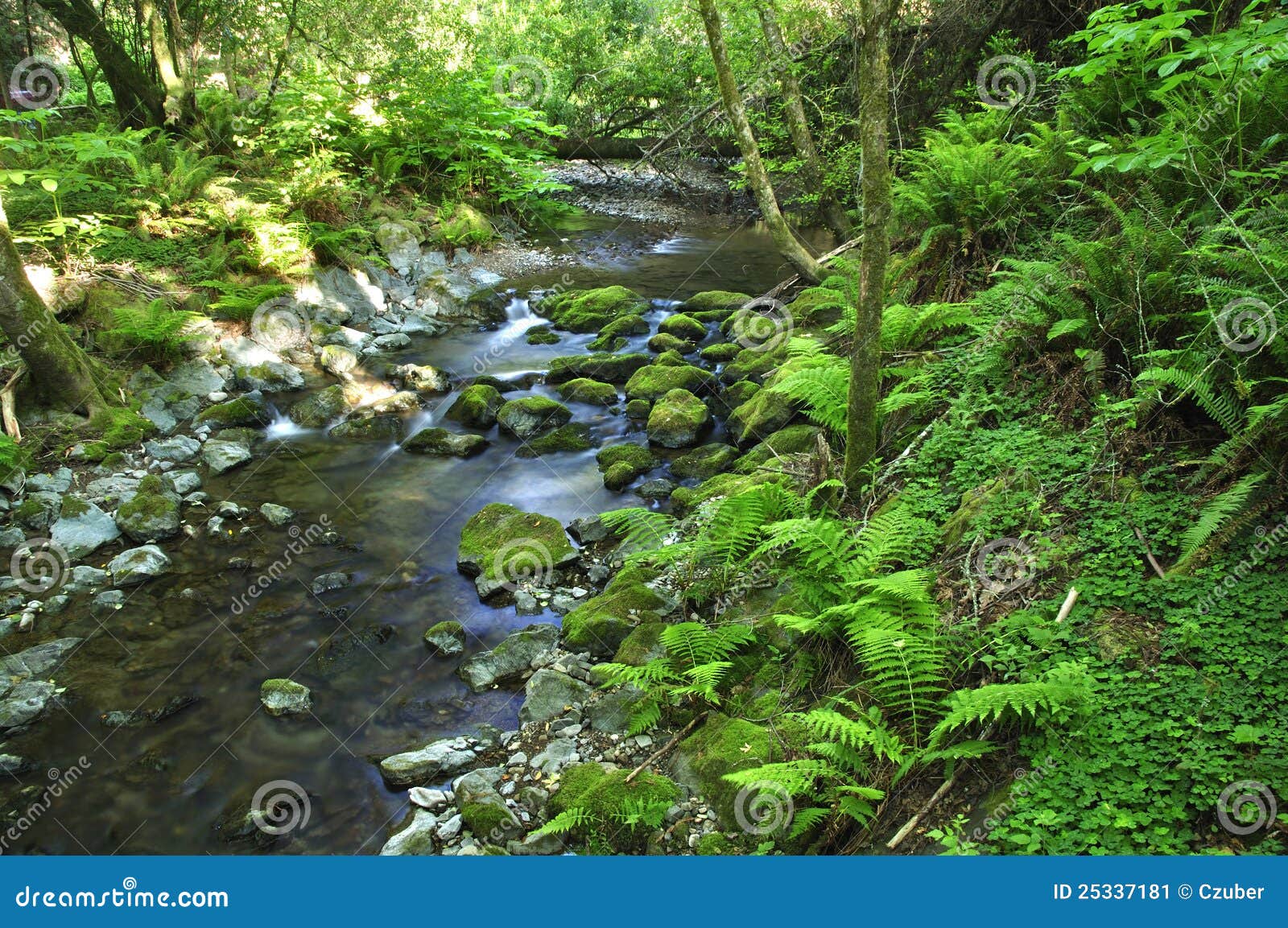 Forest stream stock image. Image of beautiful, moss, green - 25337181