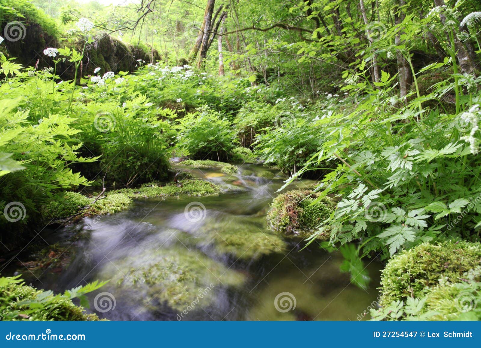 Forest stream stock image. Image of dense, plants, natural - 27254547