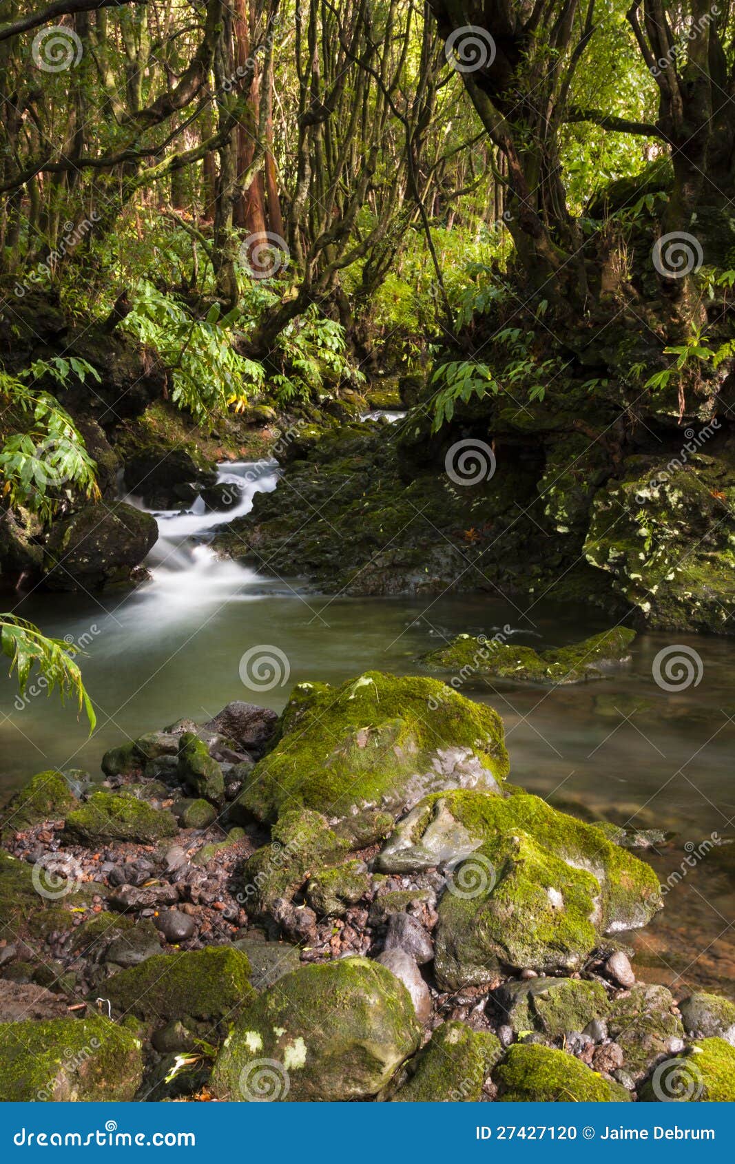 Forest Stream stock photo. Image of environment, plant - 27427120