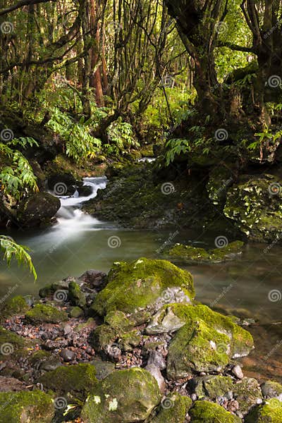 Forest Stream stock photo. Image of environment, plant - 27427120