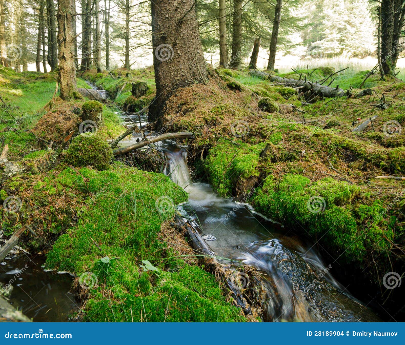 Forest stream stock photo. Image of burn, gill, outdoor - 28189904