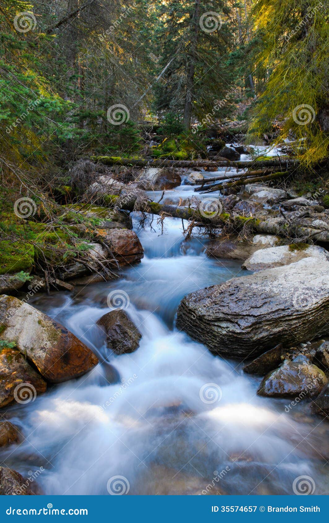 Forest Stream image stock. Image du canada, fleuve, nature - 35574657