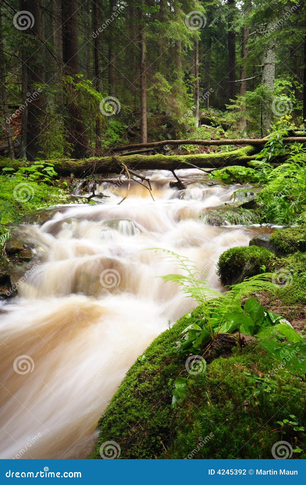 Forest Stream stock photo. Image of river, fresh, trees - 4245392
