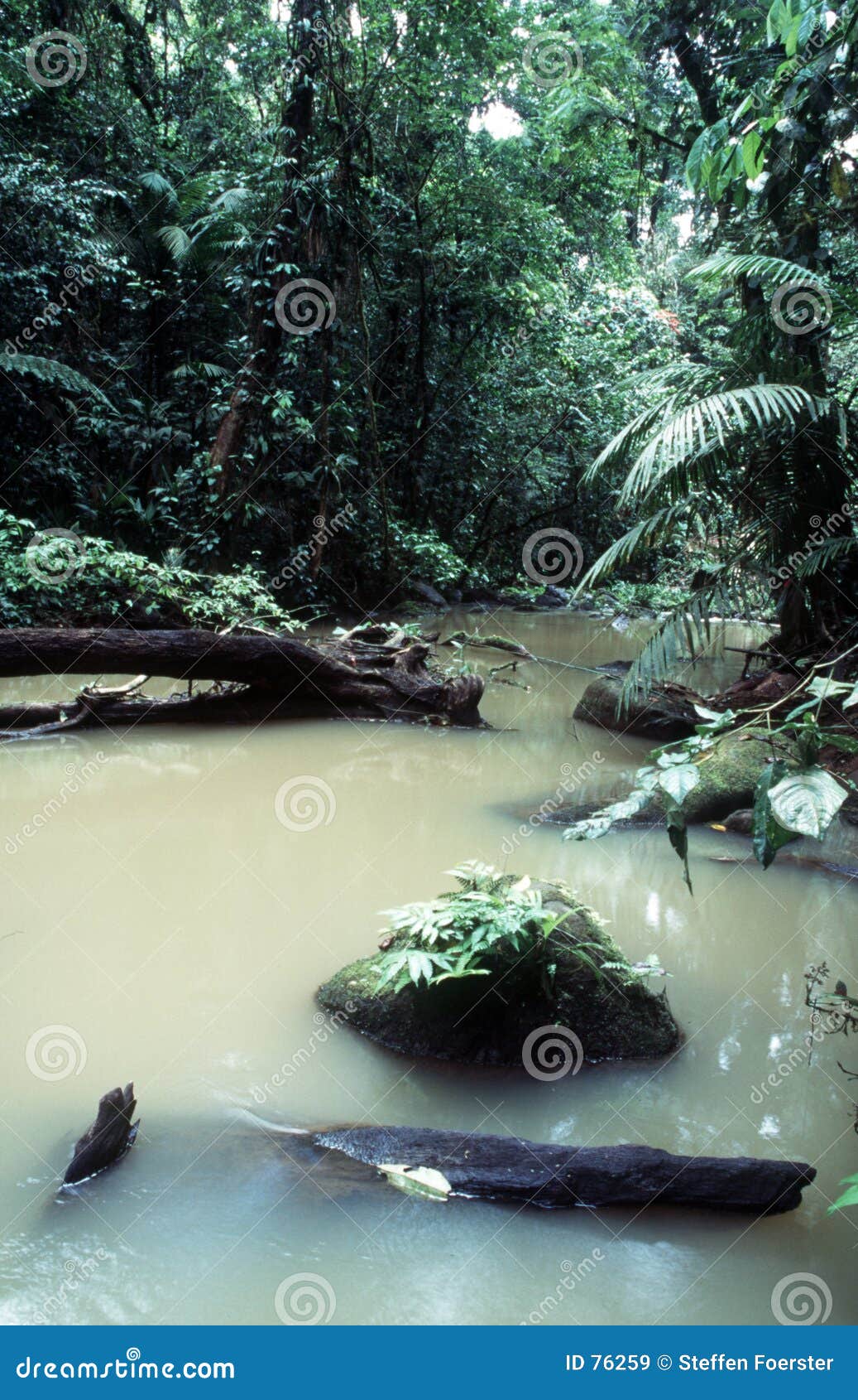 Forest Stream stock image. Image of river, nature, national - 76259