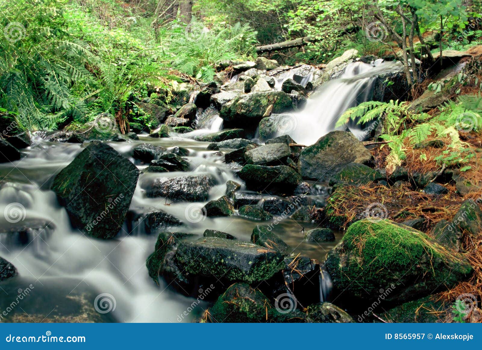 Forest stream stock image. Image of pure, life, green - 8565957