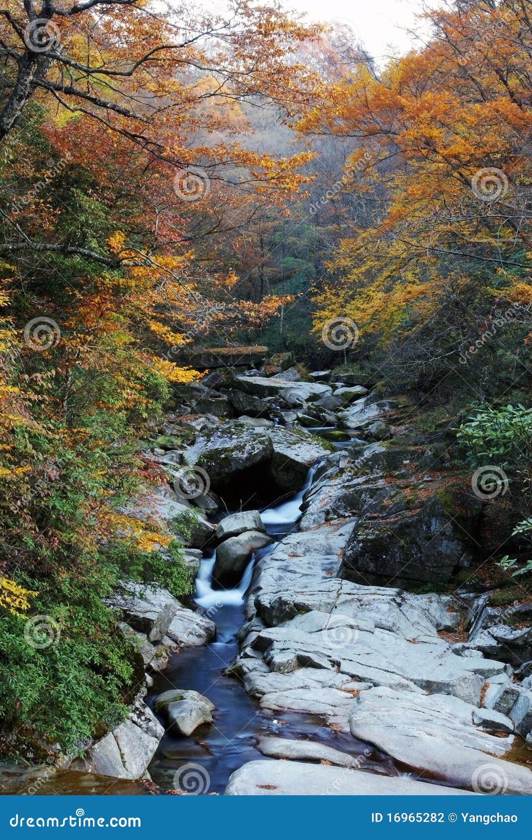 Forest and Stream in Autumn Stock Photo - Image of time, leaf: 16965282