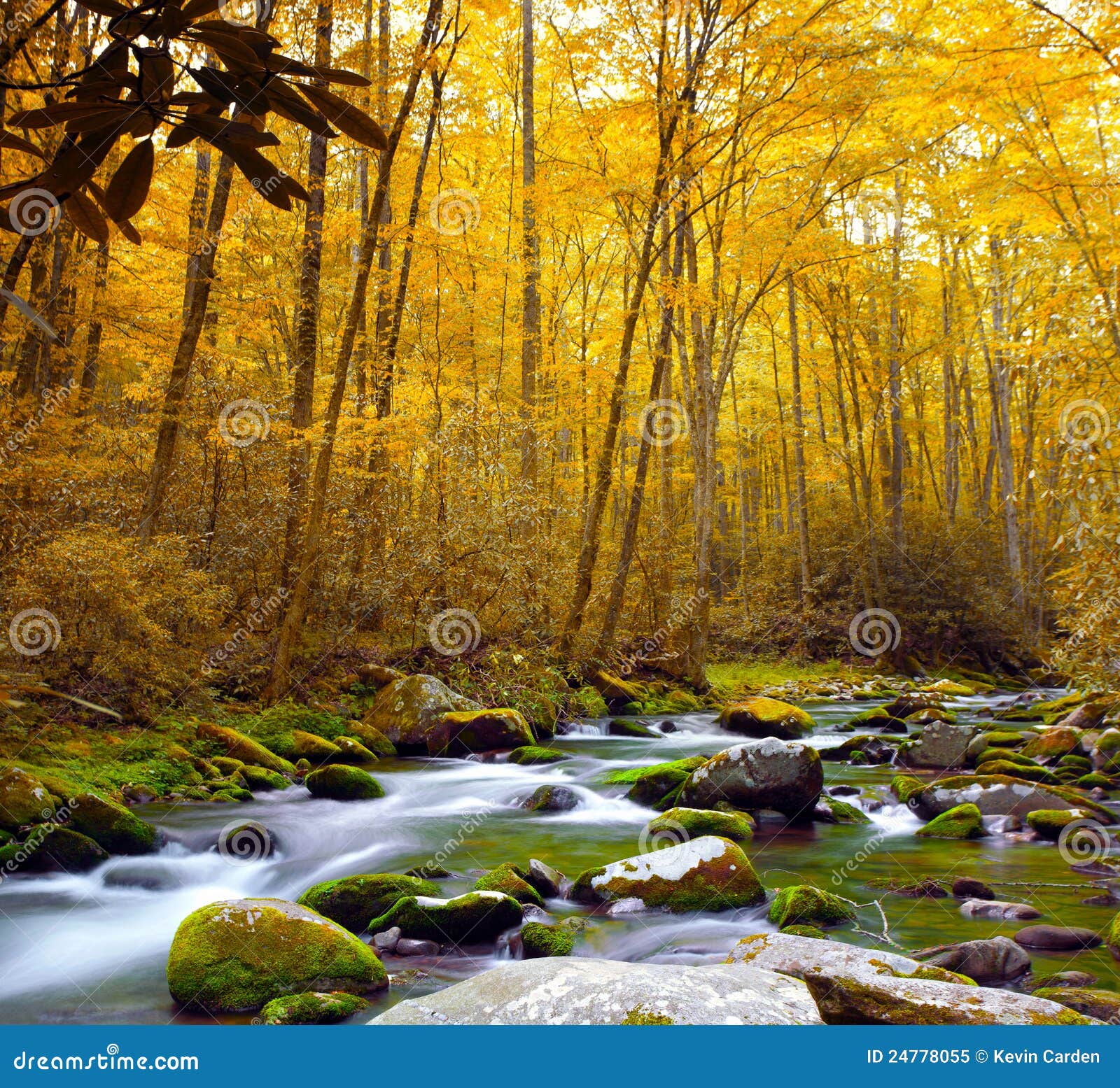 Forest Stream In Autumn Royalty Free Stock Photo - Image: 24778055