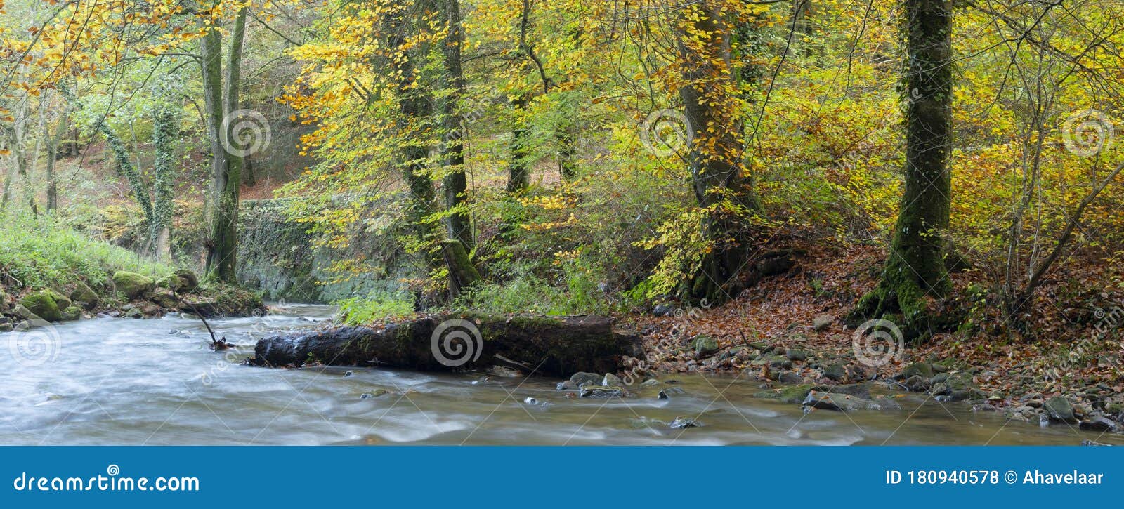 Forest Stream and Autumn Colors in the Woods Stock Photo - Image of ...