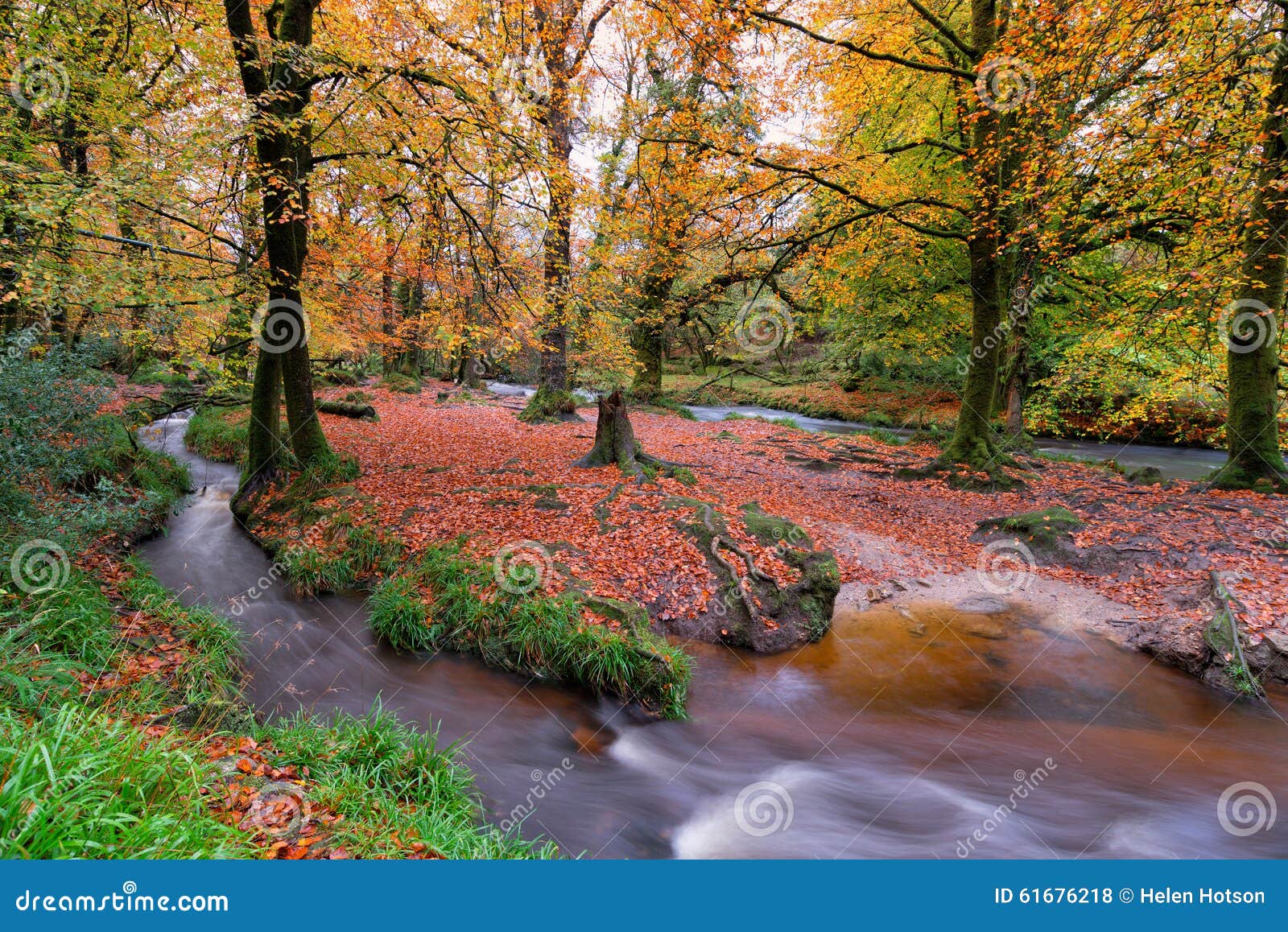 Forest Stream stock photo. Image of picturesque, beautiful - 61676218