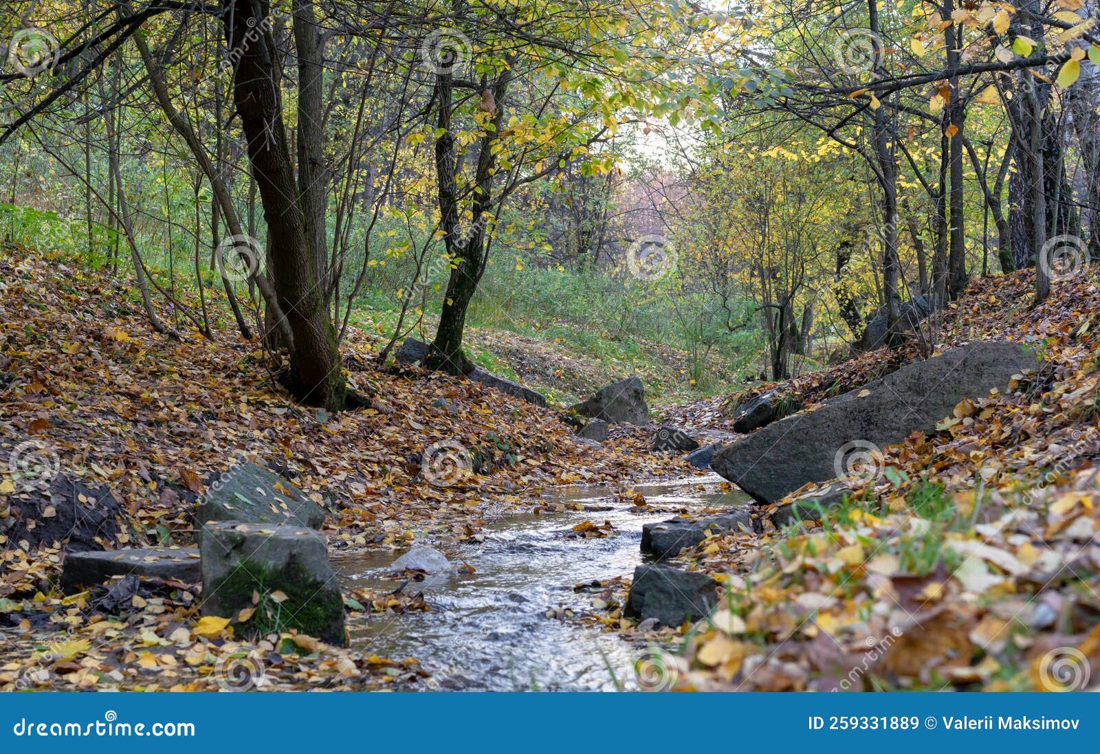 Forest Stream in the Autumn Forest. Leaf Fall, River with Large ...