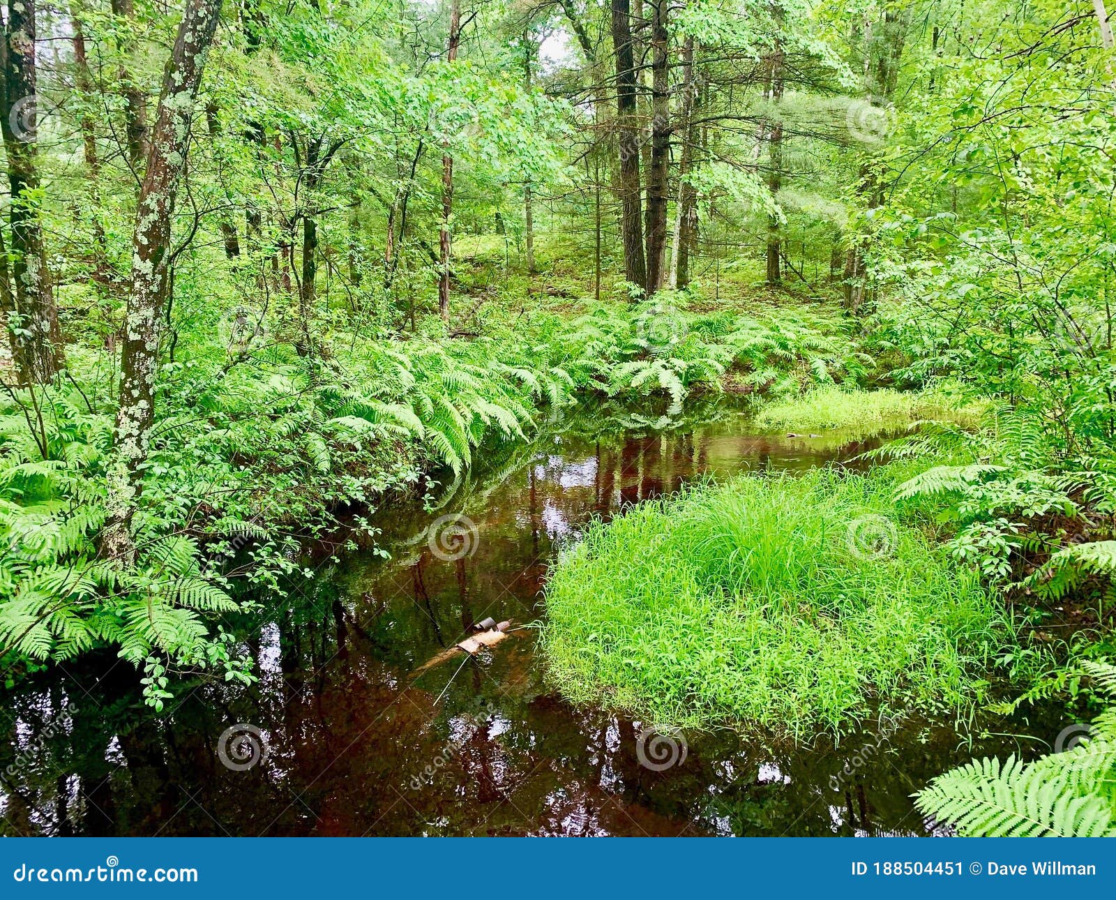 Forest Stream Background stock image. Image of stream - 188504451