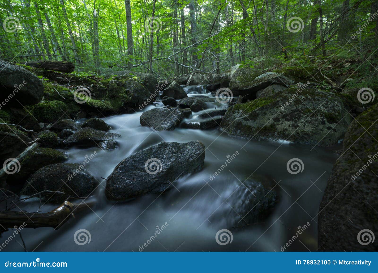 Forest Stream stock photo. Image of outdoors, beautiful - 78832100