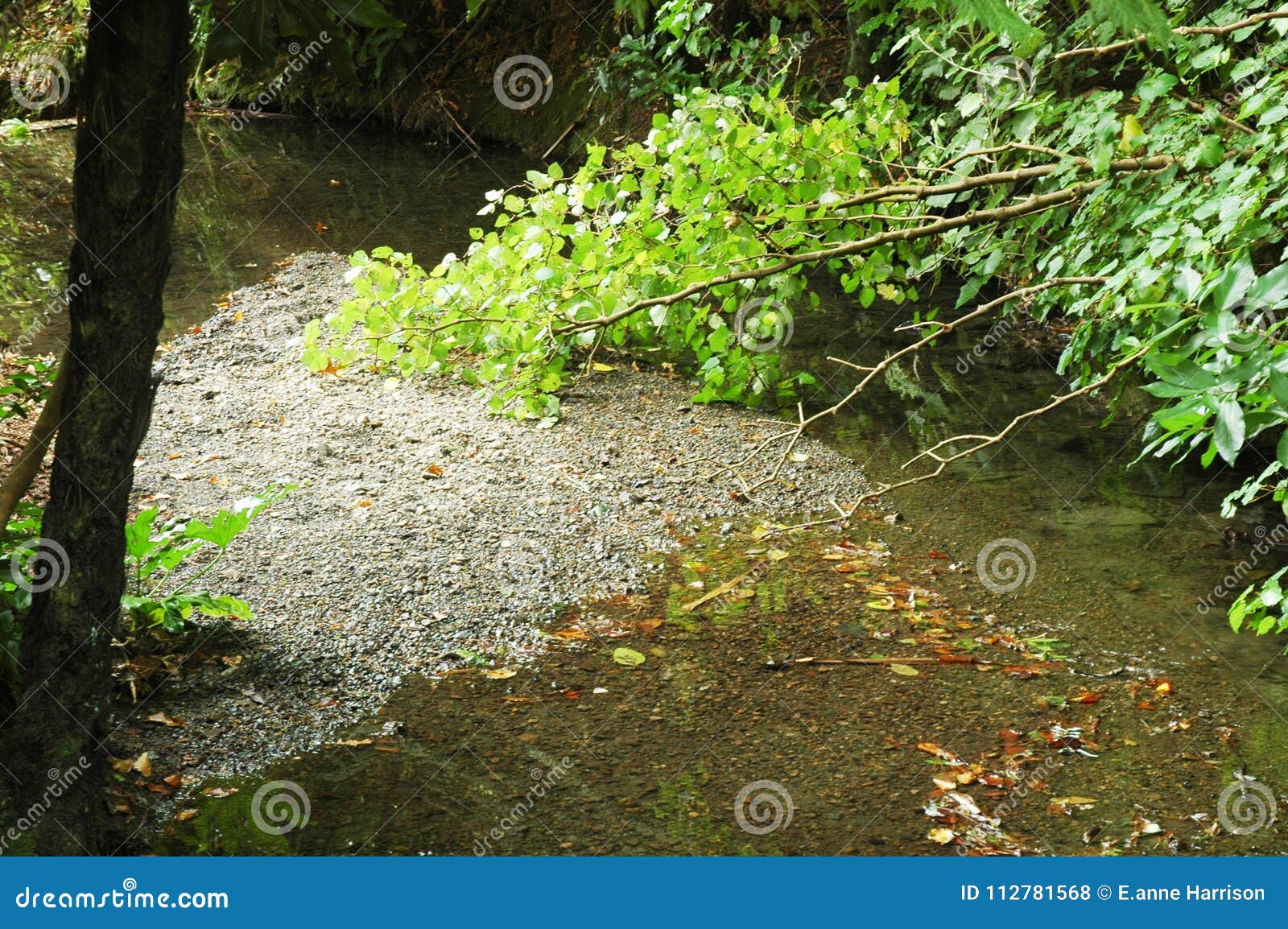 A Forest Stream with a Bed of Pebbles. Stock Photo - Image of sunshine ...