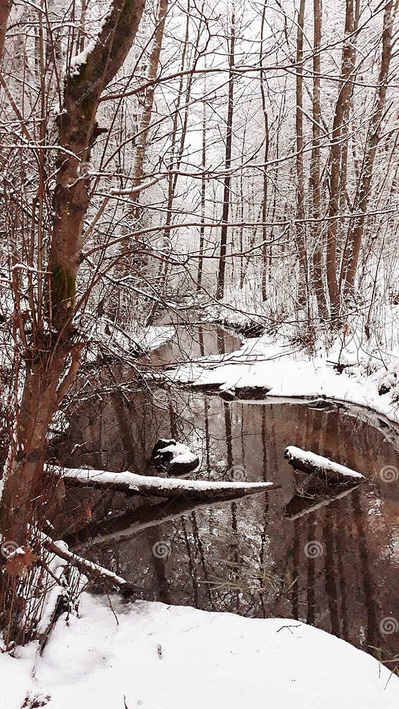 Forest Stream with Brown Water Flows through the Snowy Forest Stock ...