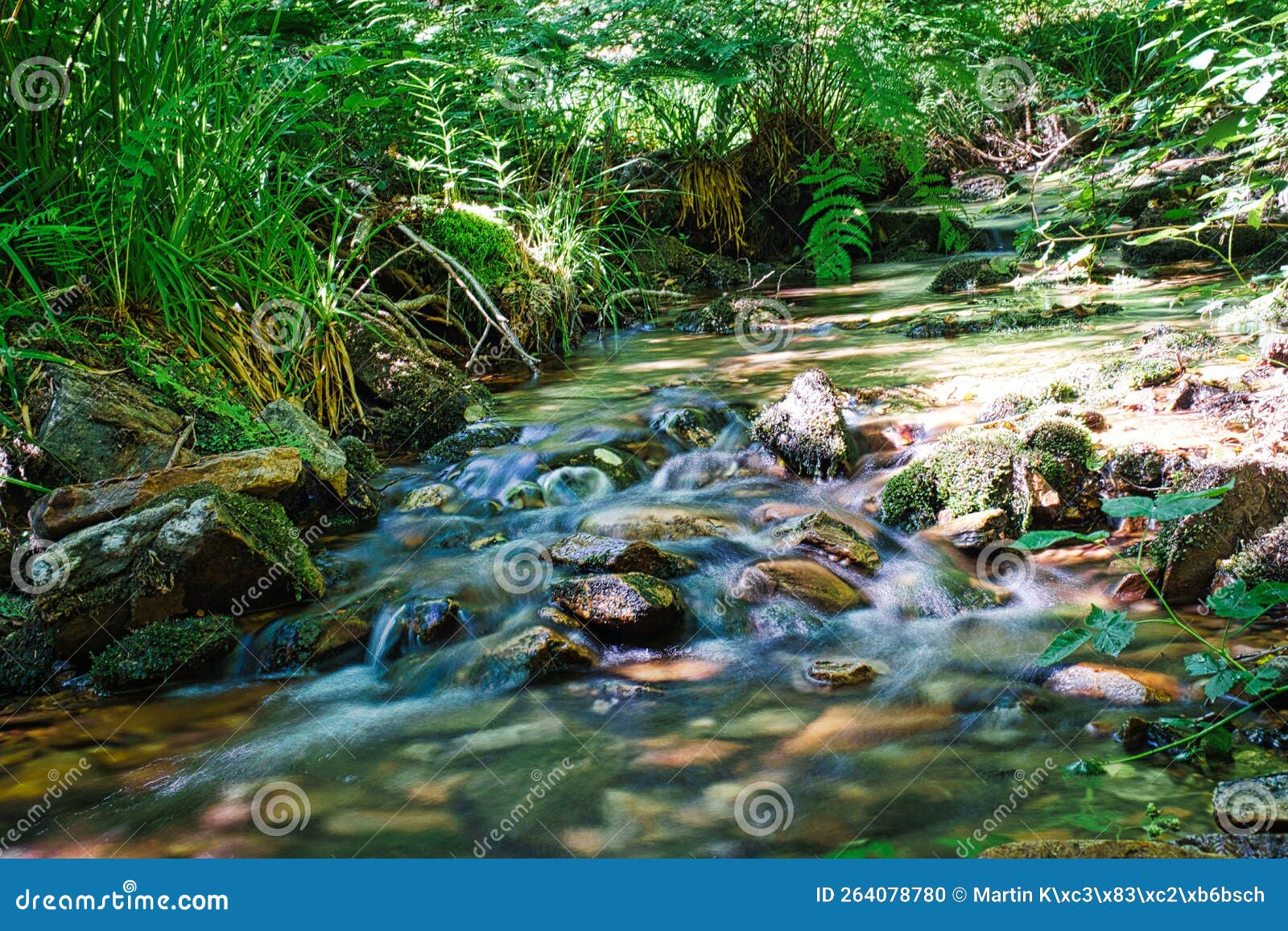 A Forest Stream Captured with a Long Exposure Stock Photo - Image of ...