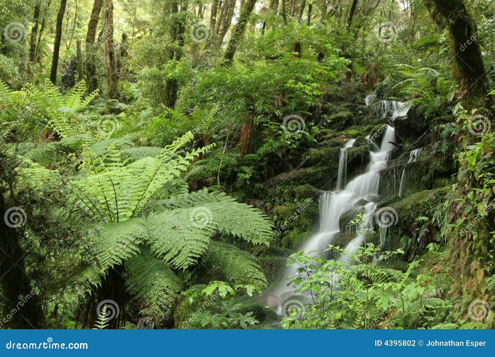 Forest Stream Cascading Over Mossy Rocks Stock Photo - Image of stream ...