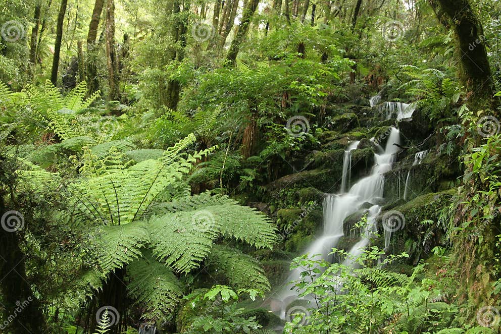 Forest Stream Cascading Over Mossy Rocks Stock Photo - Image of stream ...