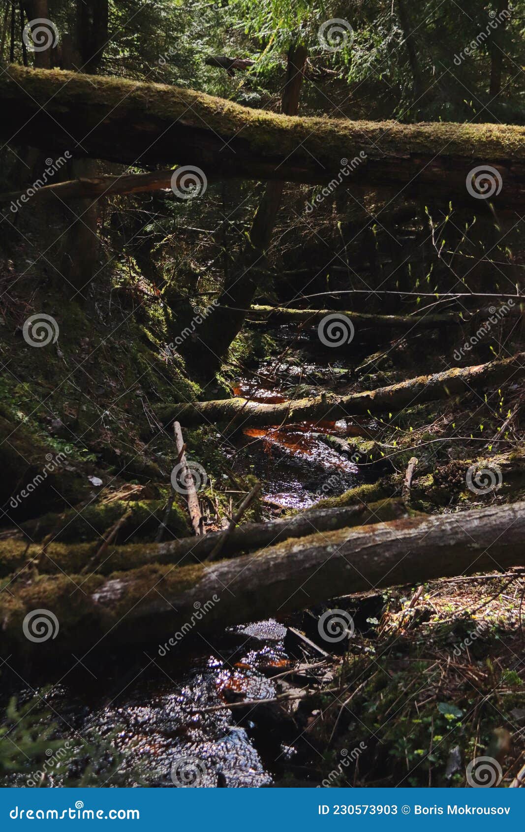 Forest Stream in a Dark Ravine with Fallen Trees Stock Image - Image of ...