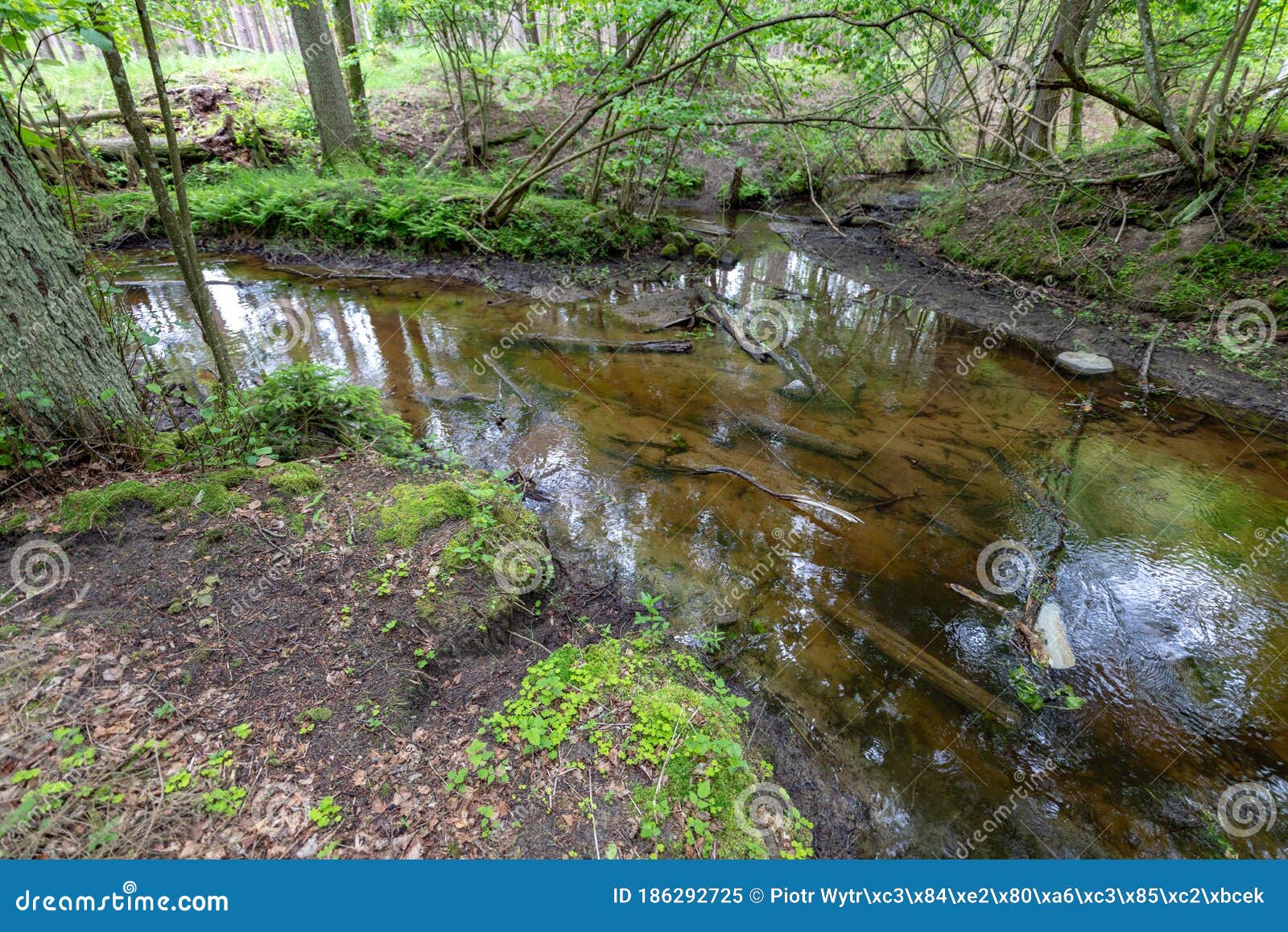 A Forest Stream in a Deciduous Forest. Water Stream Leading through a ...