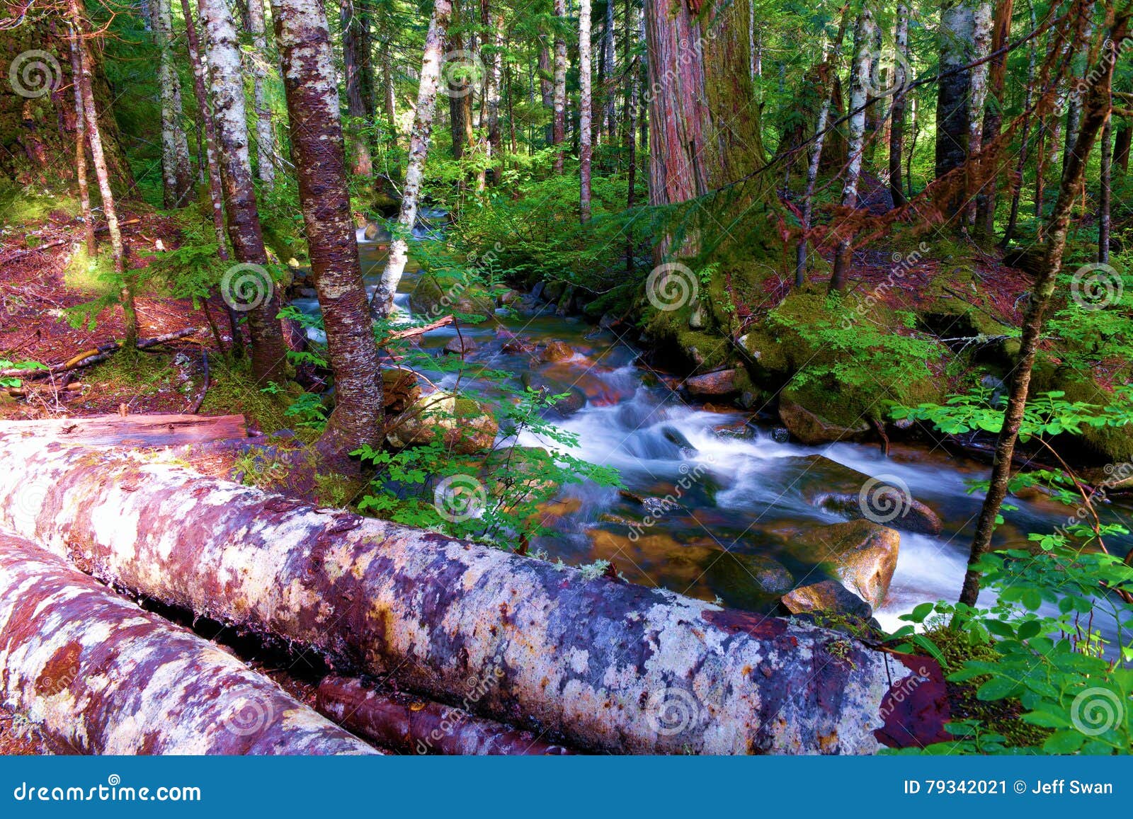 Forest stream stock image. Image of river, movement, trees - 79342021