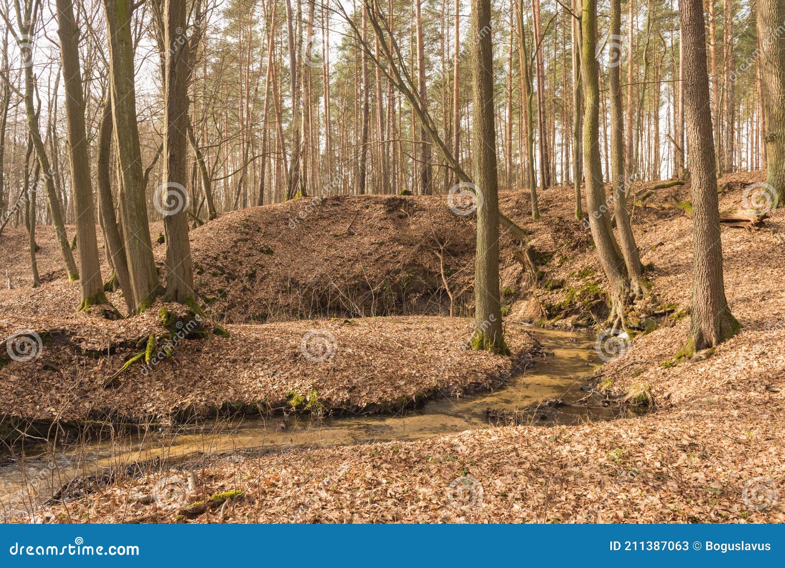 A Forest Stream Flowing through a Deep Ravine. Stock Image - Image of ...