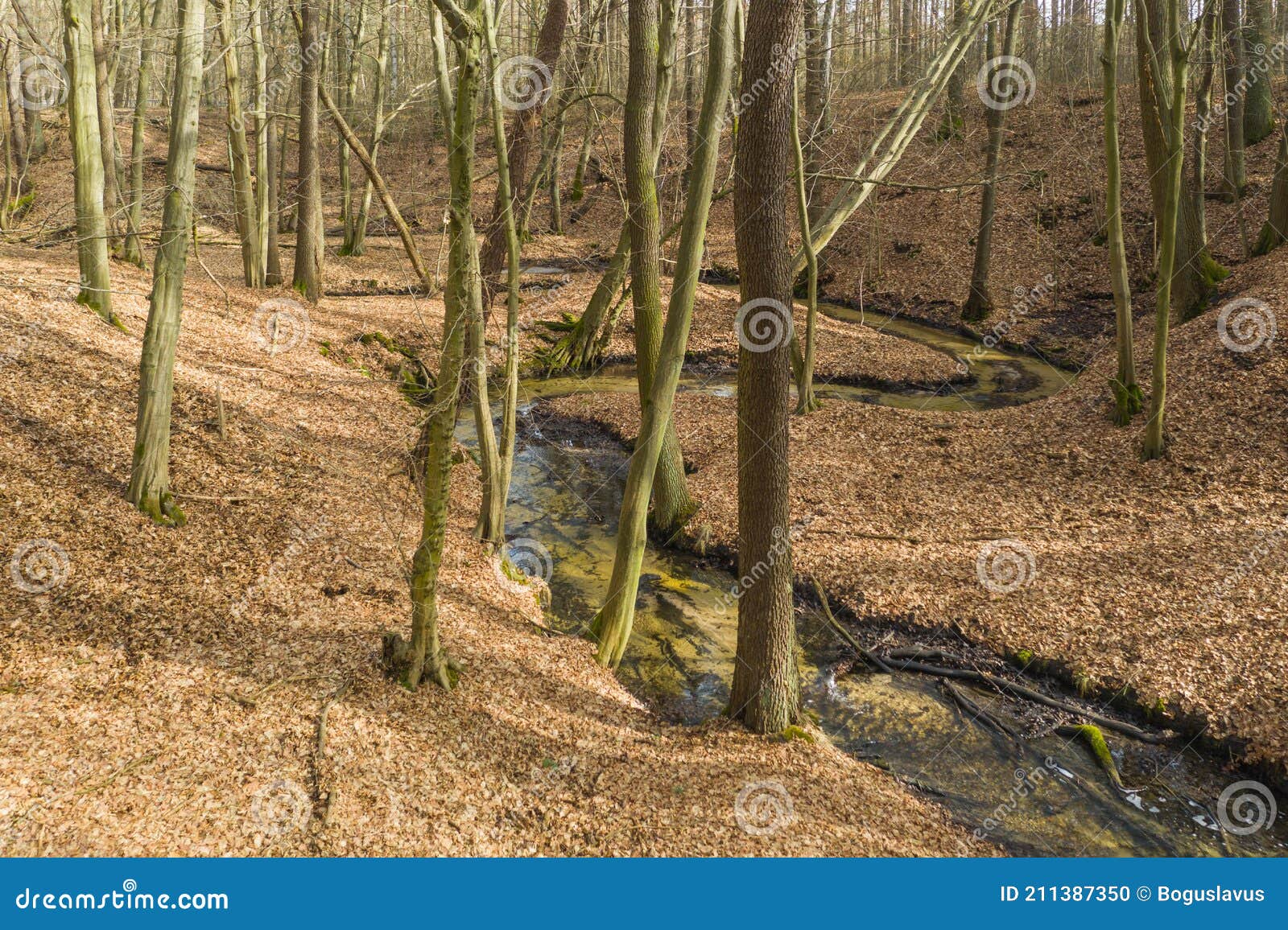 A Forest Stream Flowing through a Deep Ravine. Stock Photo - Image of ...