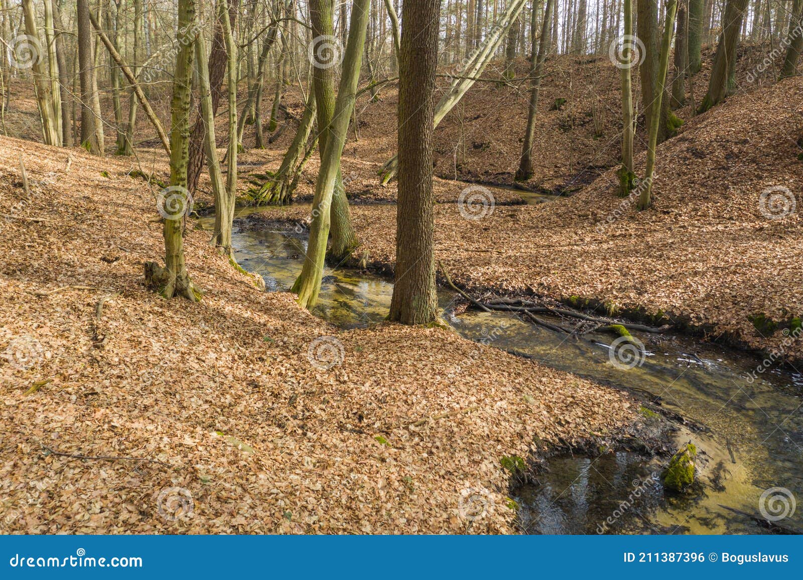A Forest Stream Flowing through a Deep Ravine. Stock Photo - Image of ...