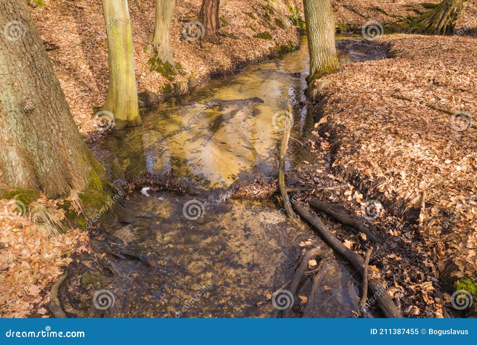A Forest Stream Flowing through a Deep Ravine. Stock Image - Image of ...