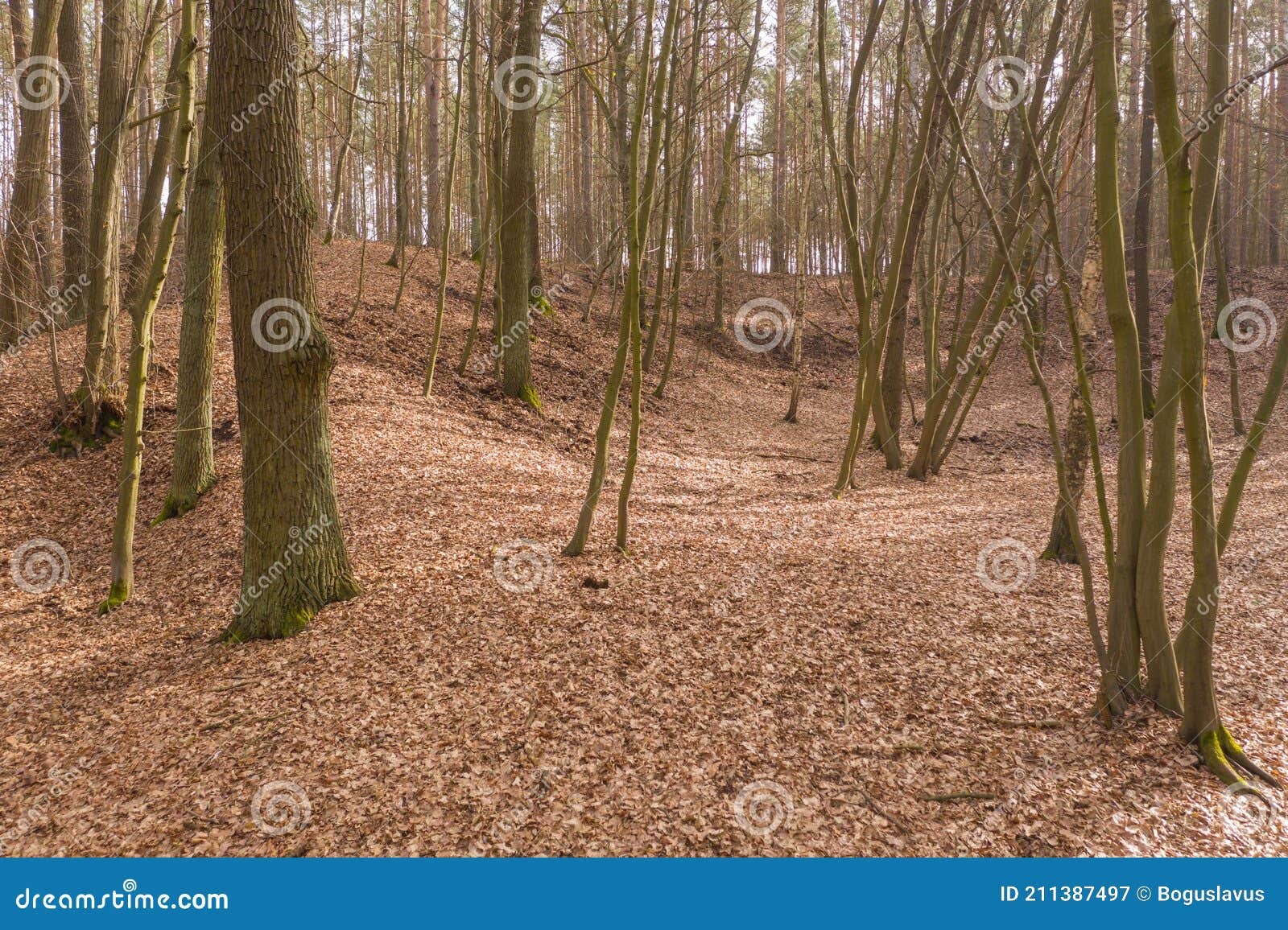 A Forest Stream Flowing through a Deep Ravine. Stock Image - Image of ...