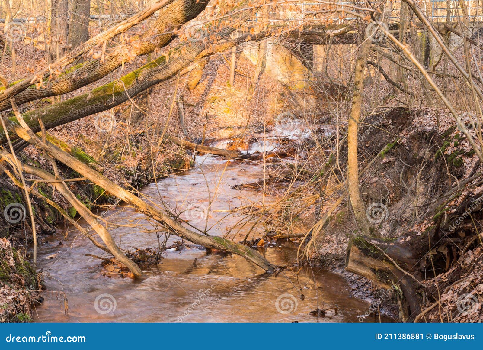 A Forest Stream Flowing through a Deep Ravine. Stock Image - Image of ...