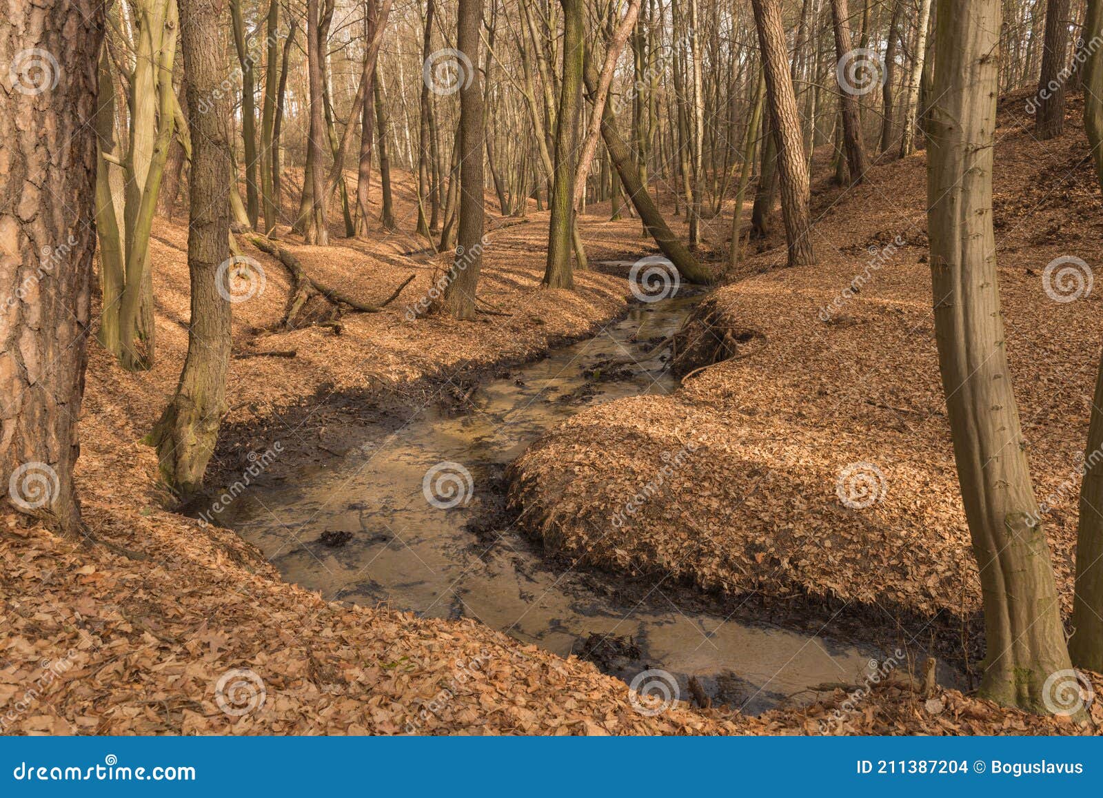 A Forest Stream Flowing through a Deep Ravine. Stock Photo - Image of ...