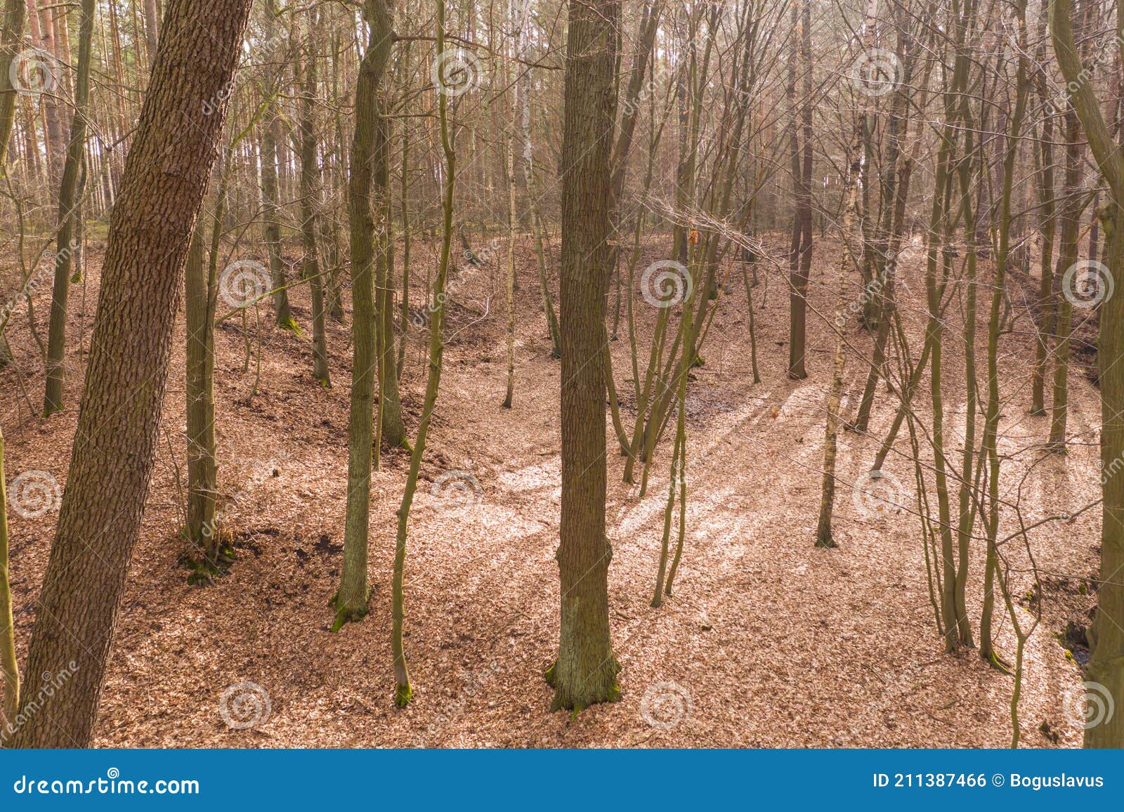 A Forest Stream Flowing through a Deep Ravine. Stock Photo - Image of ...