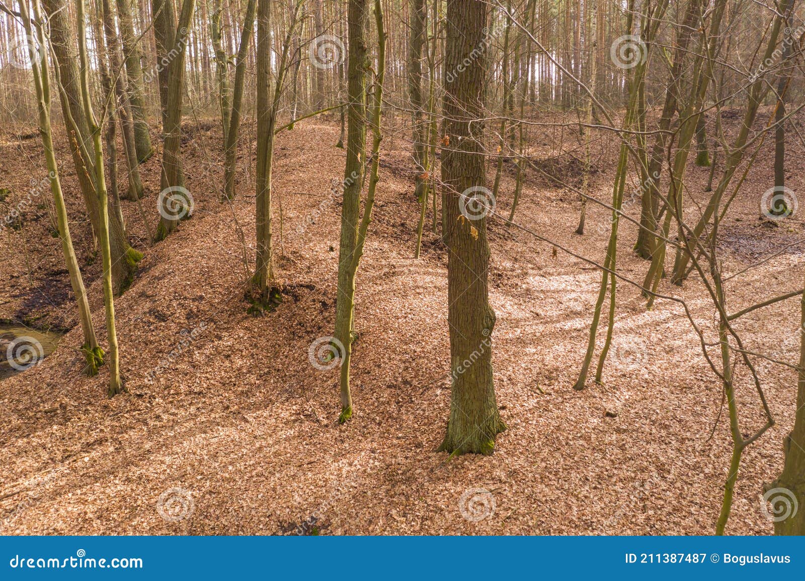 A Forest Stream Flowing through a Deep Ravine. Stock Image - Image of ...