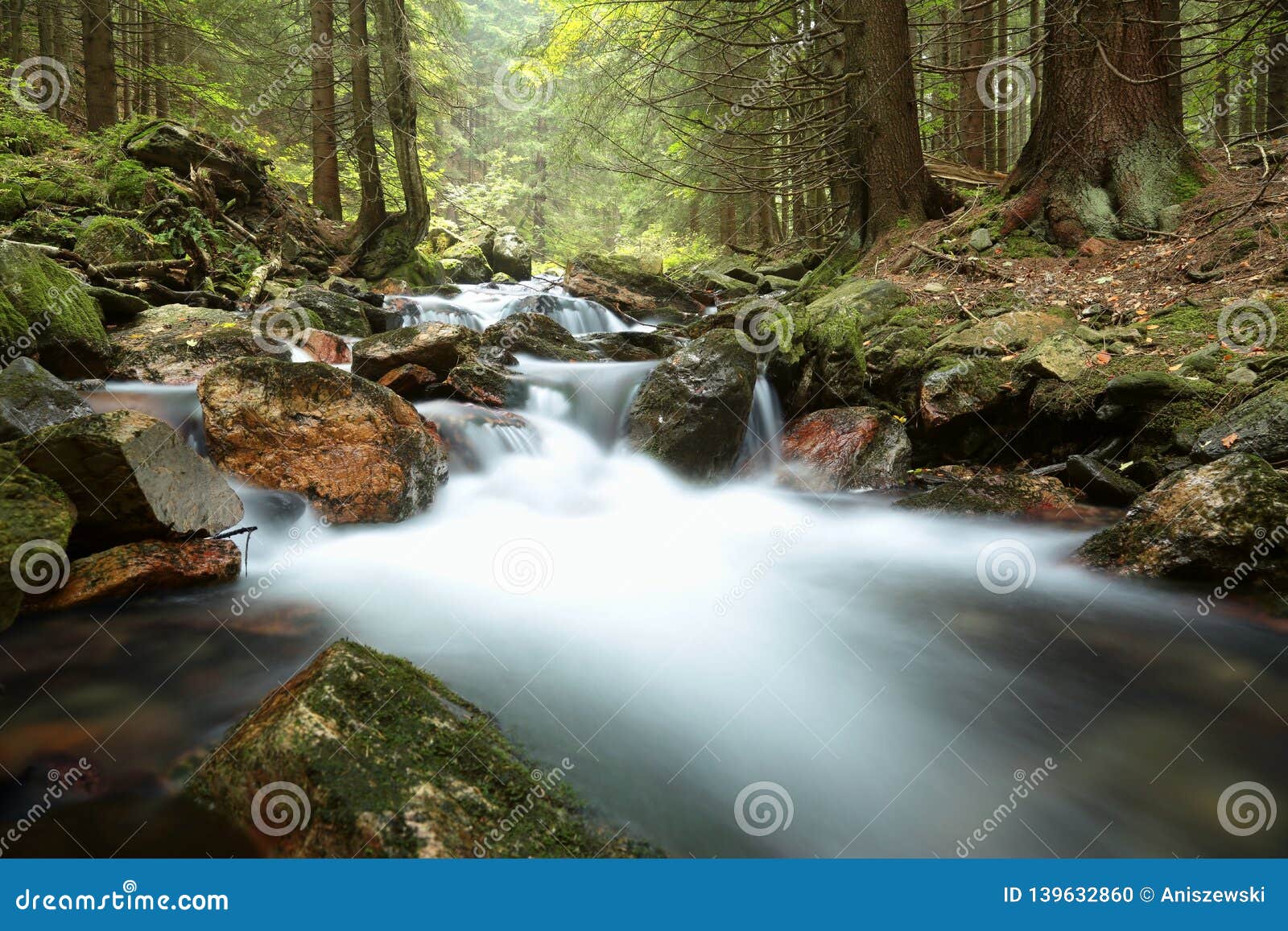 Forest Stream Flowing Down from the Mountains a Brook among Coniferous ...
