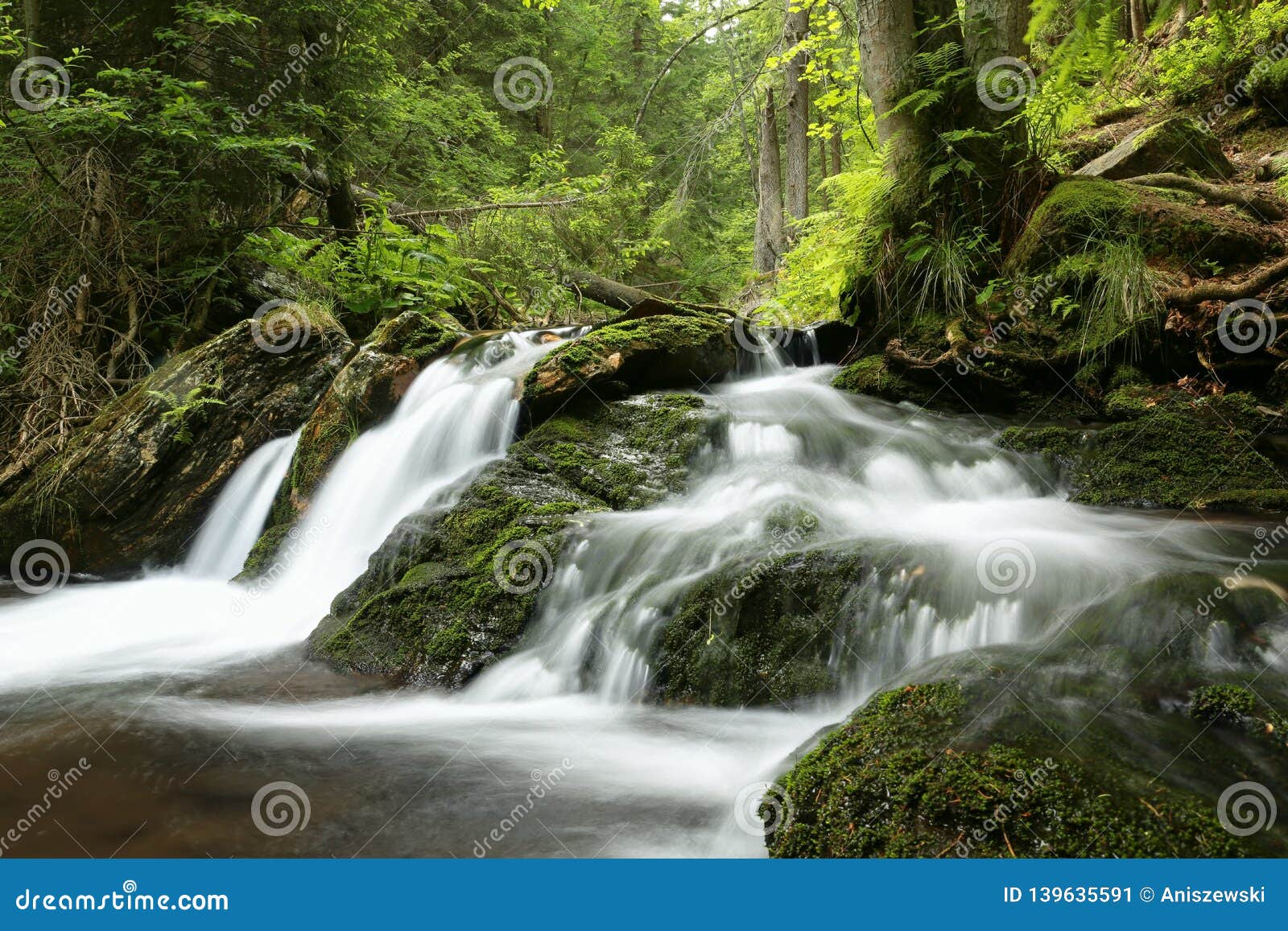 Forest Stream Flowing Down from the Mountains a Brook among Deciduous ...