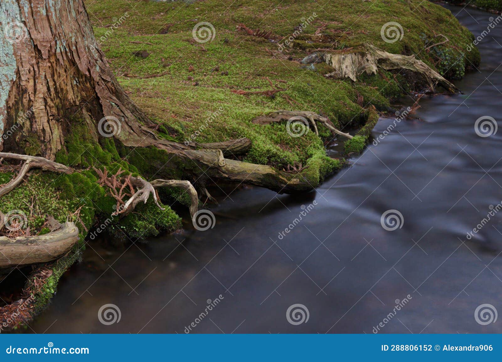 Forest Stream Flowing Past Green Moss and Tree Roots Stock Photo ...