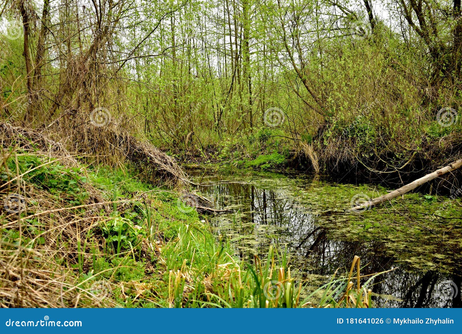 Forest Stream Flowing between the Trees. Stock Photo - Image of golden ...