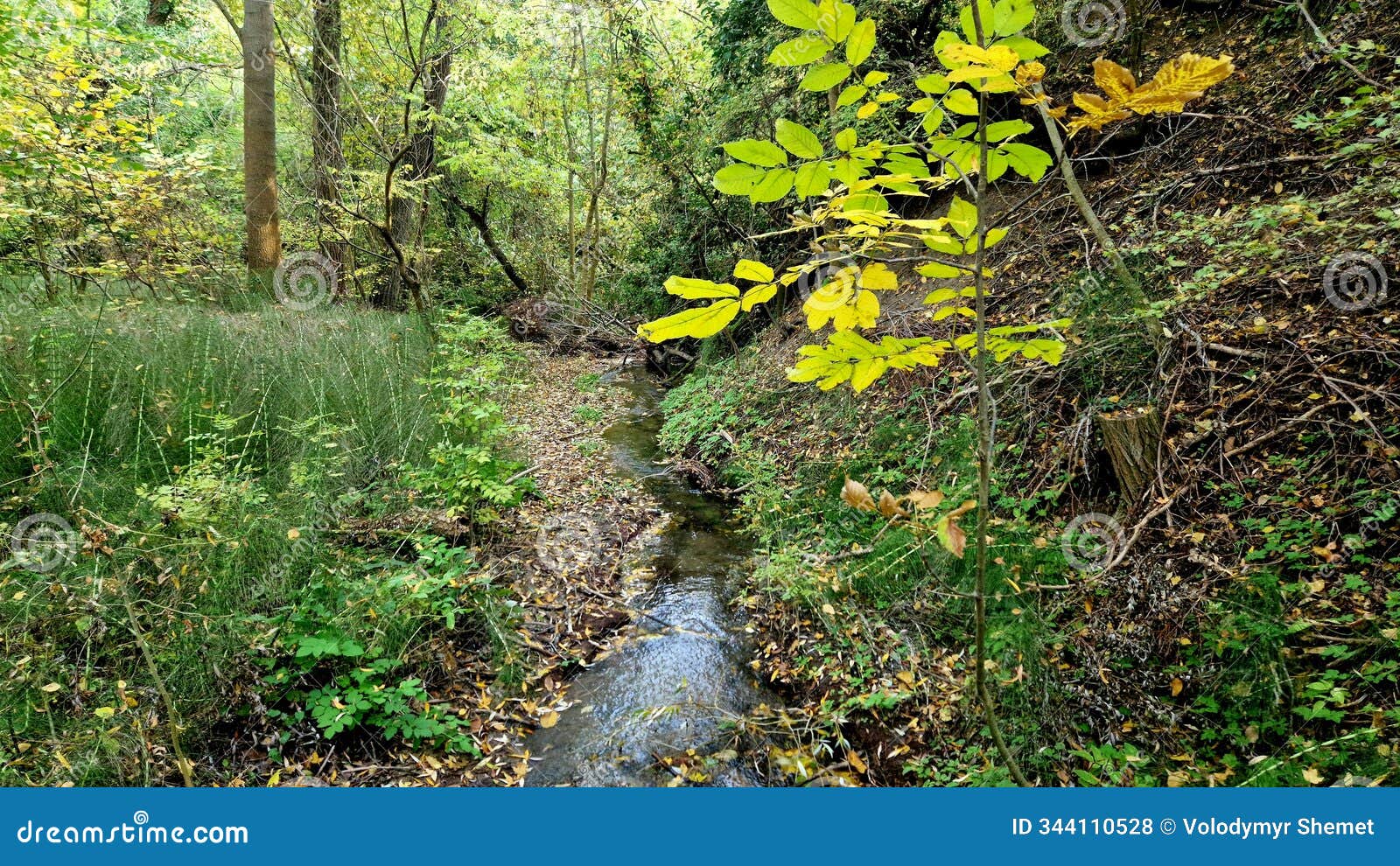 A Forest Stream Flows through Fresh Young Shoots Stock Photo - Image of ...