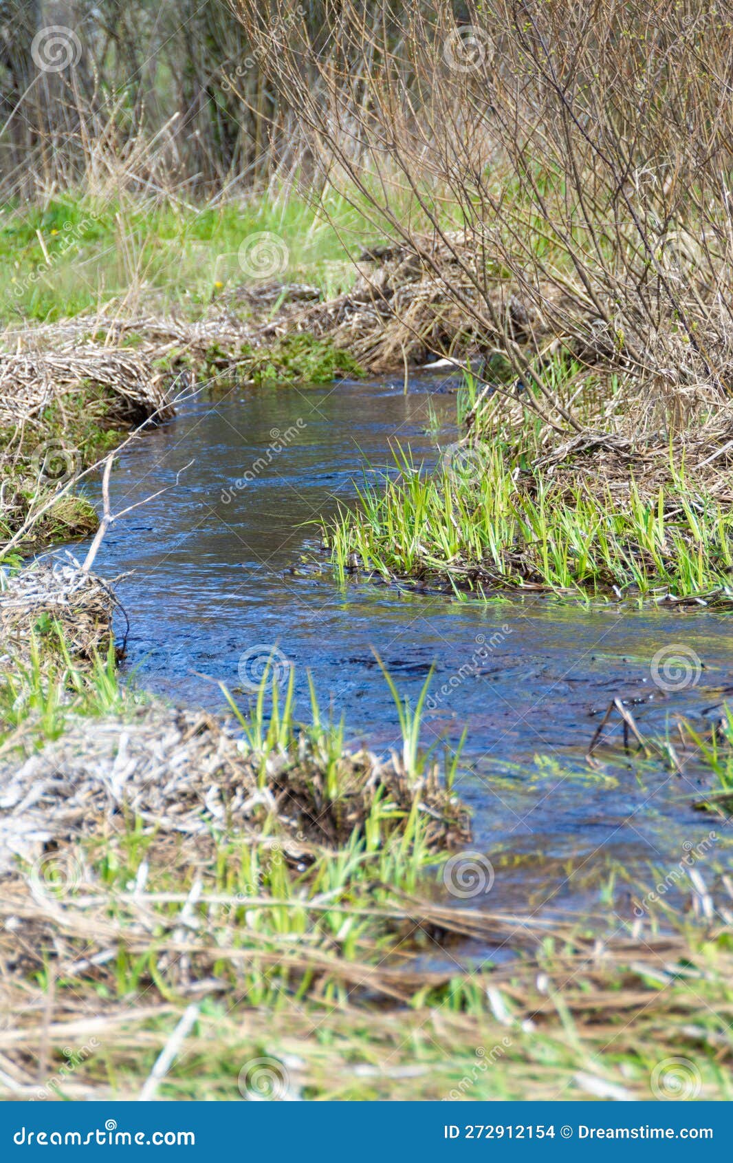 A Forest Stream Flows among Thick Grass. Stock Photo - Image of swamp ...