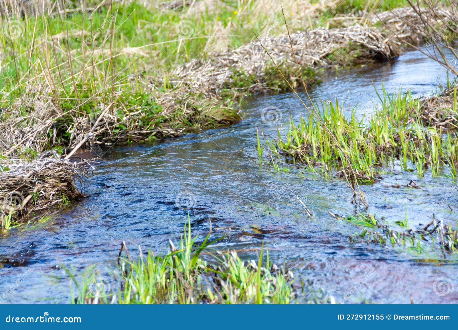 A Forest Stream Flows among Thick Grass. Stock Image - Image of marsh ...