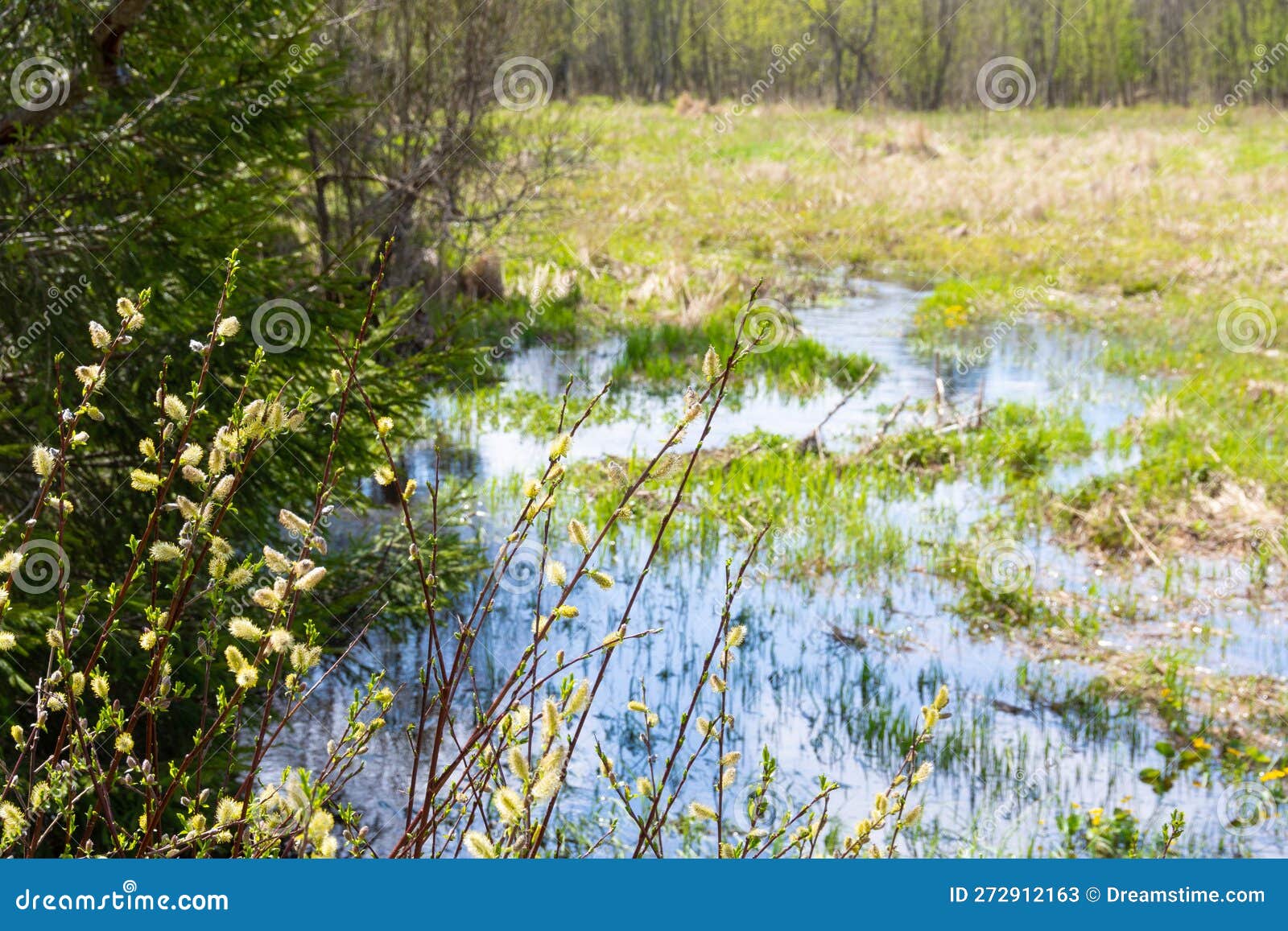 A Forest Stream Flows among Thick Grass. Stock Image - Image of wetland ...