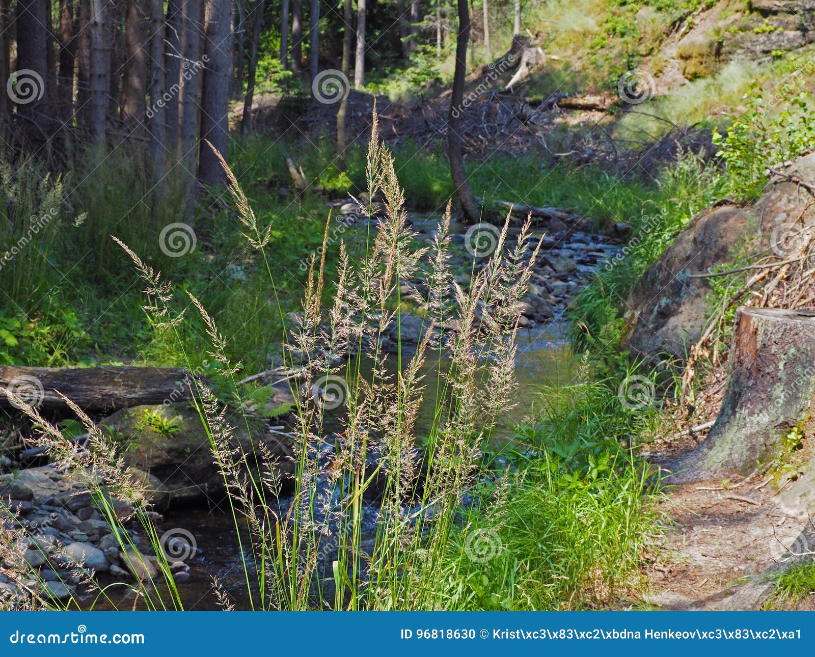 Forest Stream in Golden Light Wit Big Blooming Blade of Grass an Stock ...